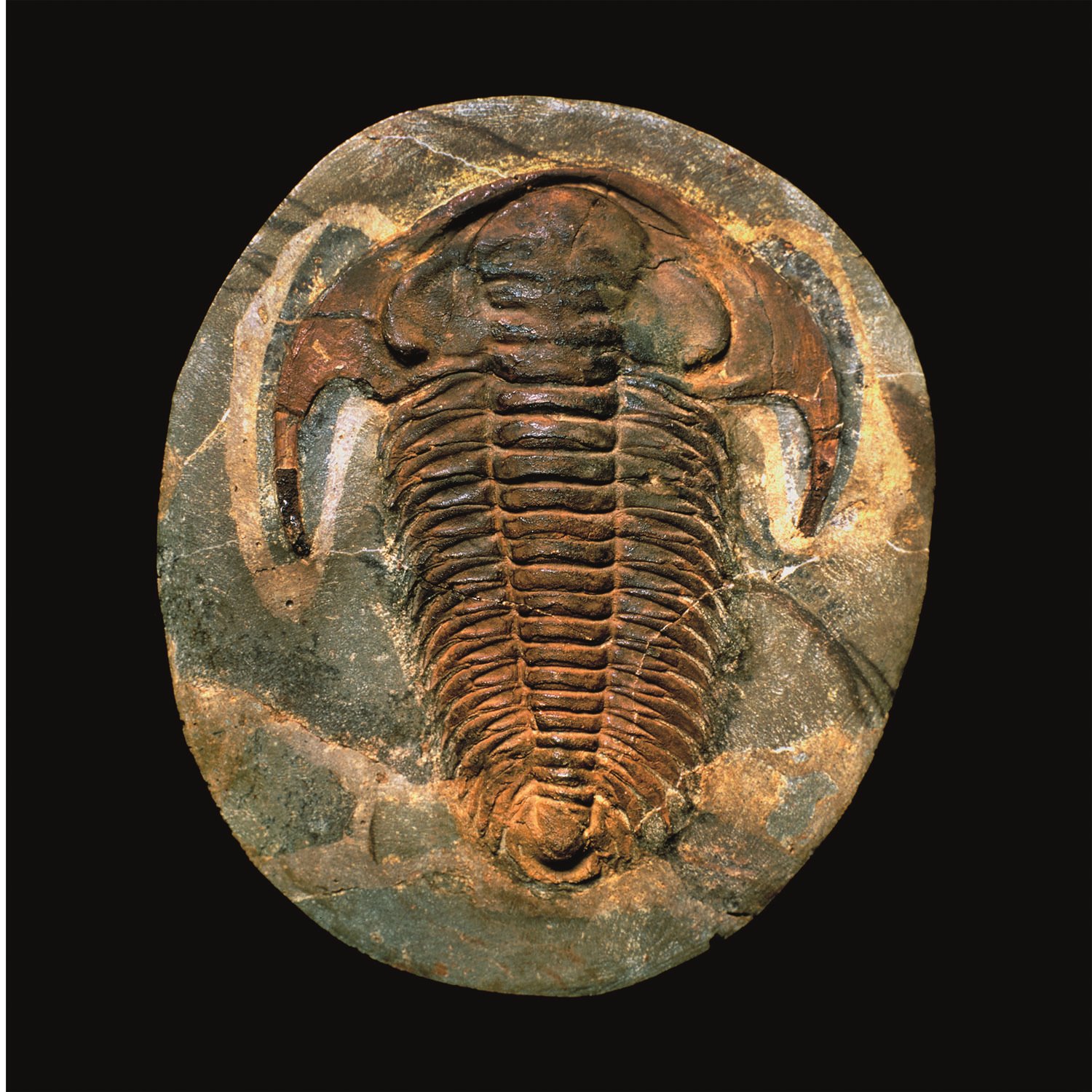 Sulla pista dei fossili: i precursori della paleontologia