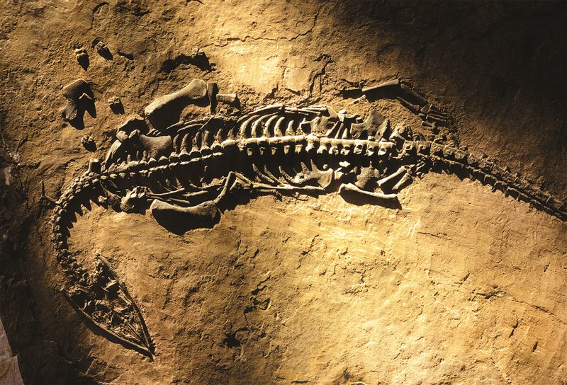 Sulla pista dei fossili: i precursori della paleontologia