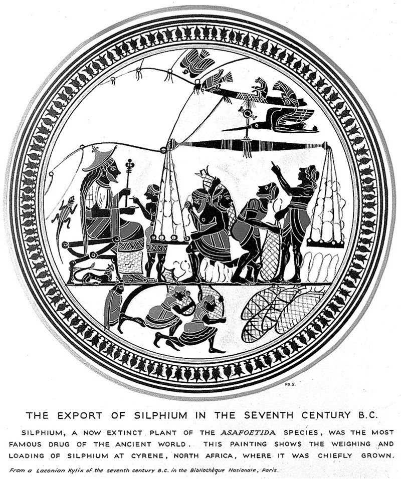 Il sìlfio, la pianta miracolosa scomparsa nel I secolo