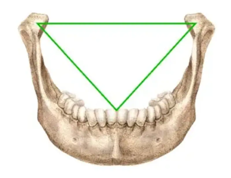 Un dentista risolve il grande mistero dell'uomo vitruviano di Leonardo ...