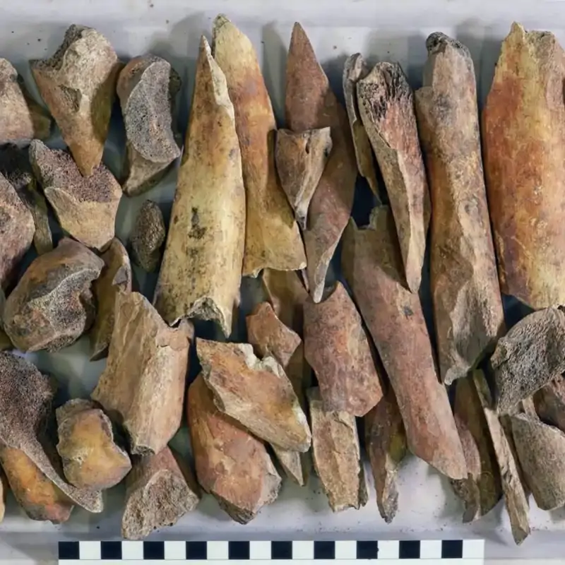 I neandertal facevano banchetti di insetti, ma i sapiens li evitavano ...